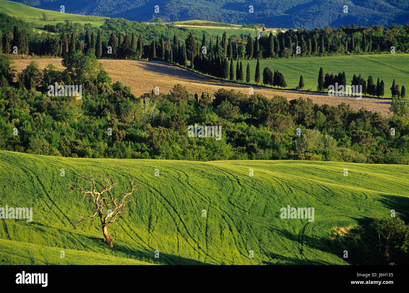tuscany spring cypresses idyll grass-green italy agriculture farming ...