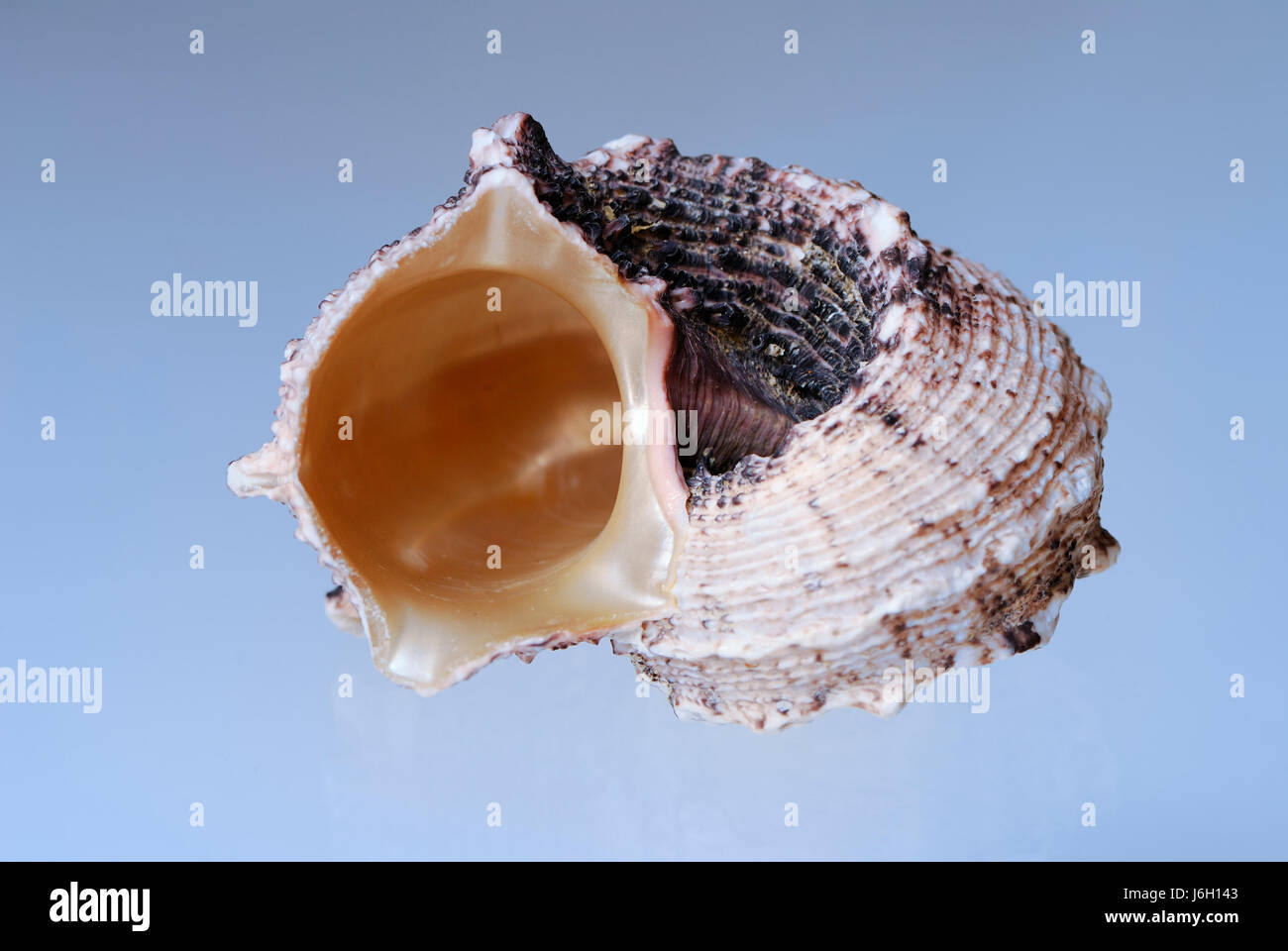 Shell shapes hi-res stock photography and images - Alamy