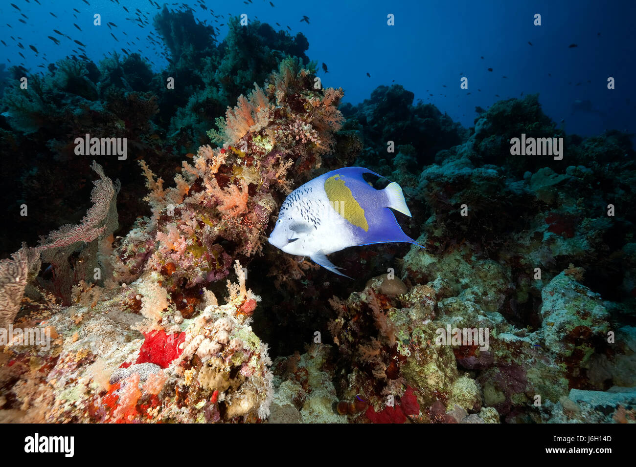 animal fish sunlight underwater colony exotic sunbeam egypt hard dive ...