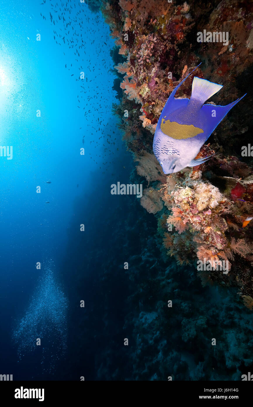 animal fish sunlight underwater colony exotic sunbeam egypt hard dive ...