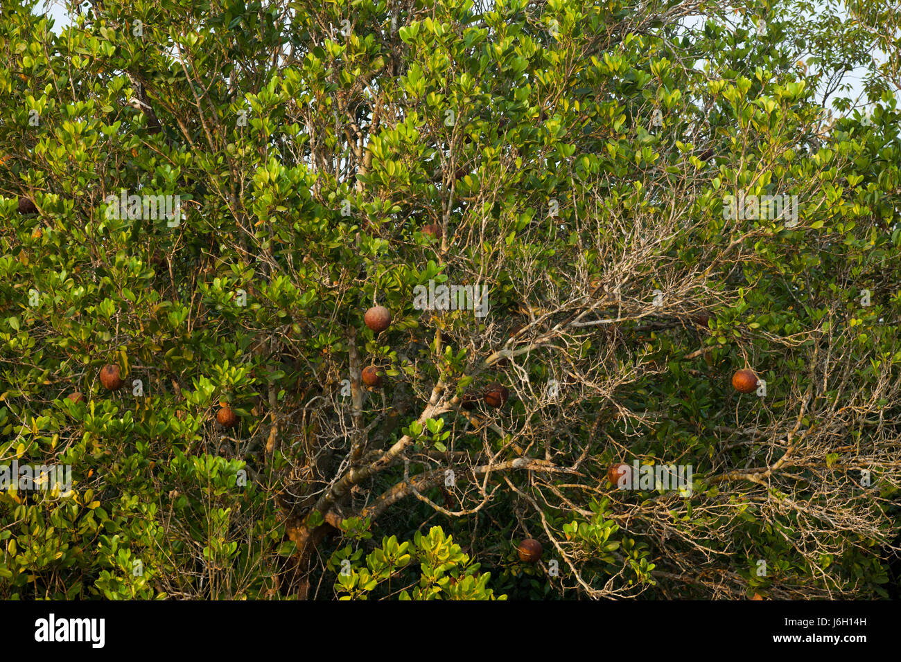 Cannonball also known as Dhundal at the Sundarbans, a UNESCO World ...