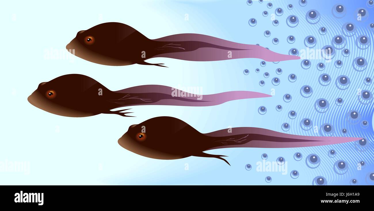 legs amphibian fresh water pond water swimming larva spawn tadpole ...