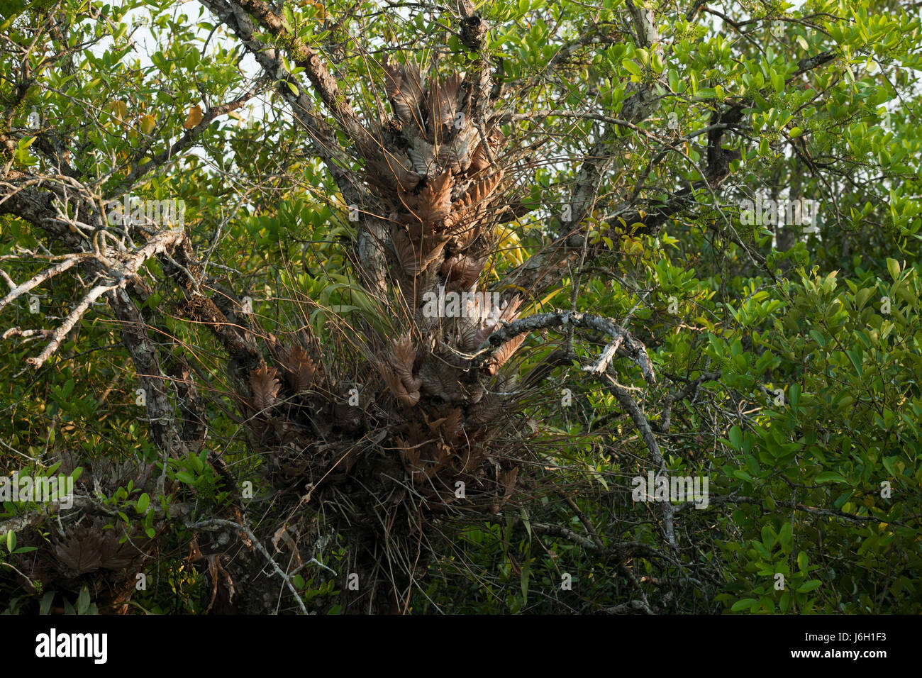 Littoral forest hi-res stock photography and images - Alamy