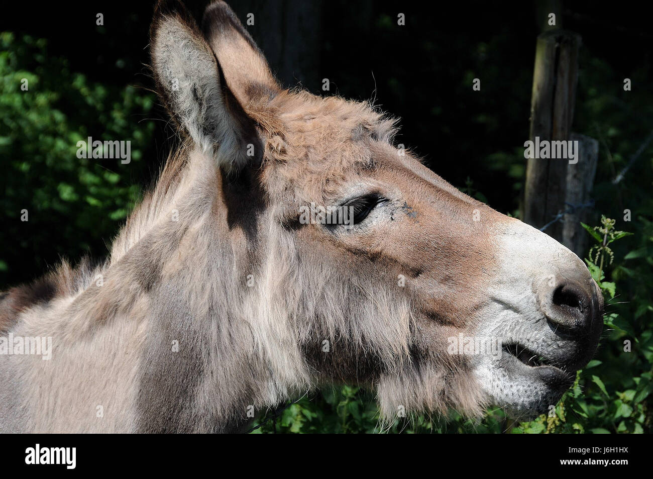 animal animals donkey grey gray nature head animal animals obstinate ...