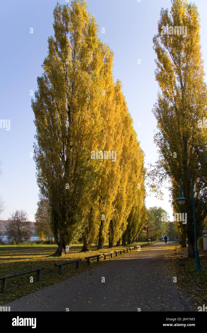 Pappelallee hi-res stock photography and images - Alamy