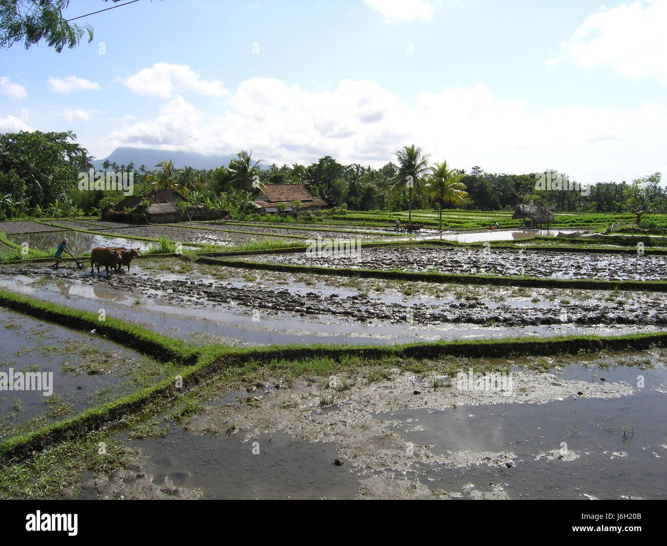 field indonesia paddy field plough field work rice plowing field bali ...