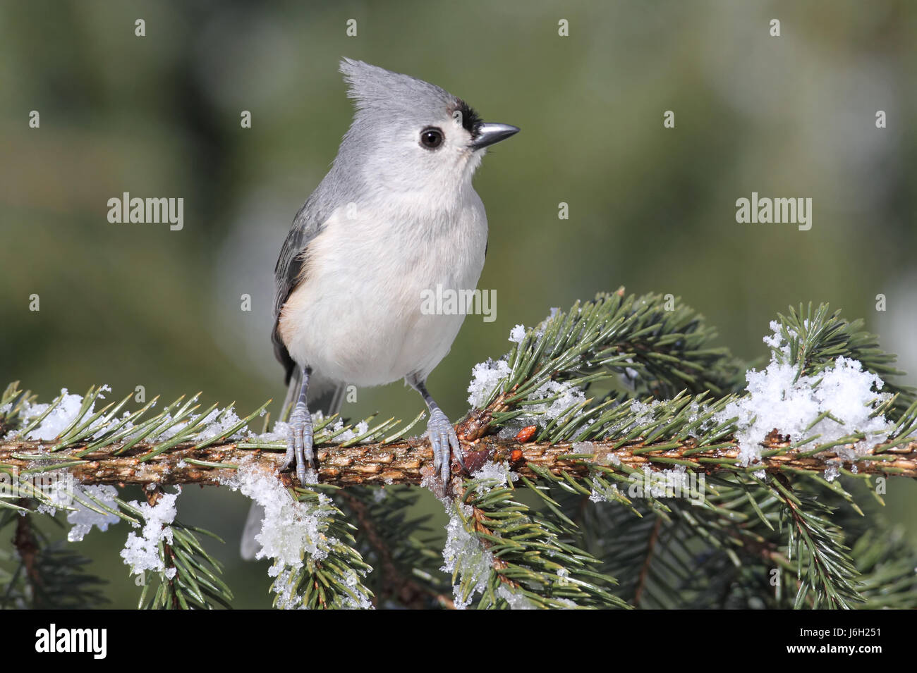 bird wild snow coke cocaine material drug anaesthetic addictive drug ...