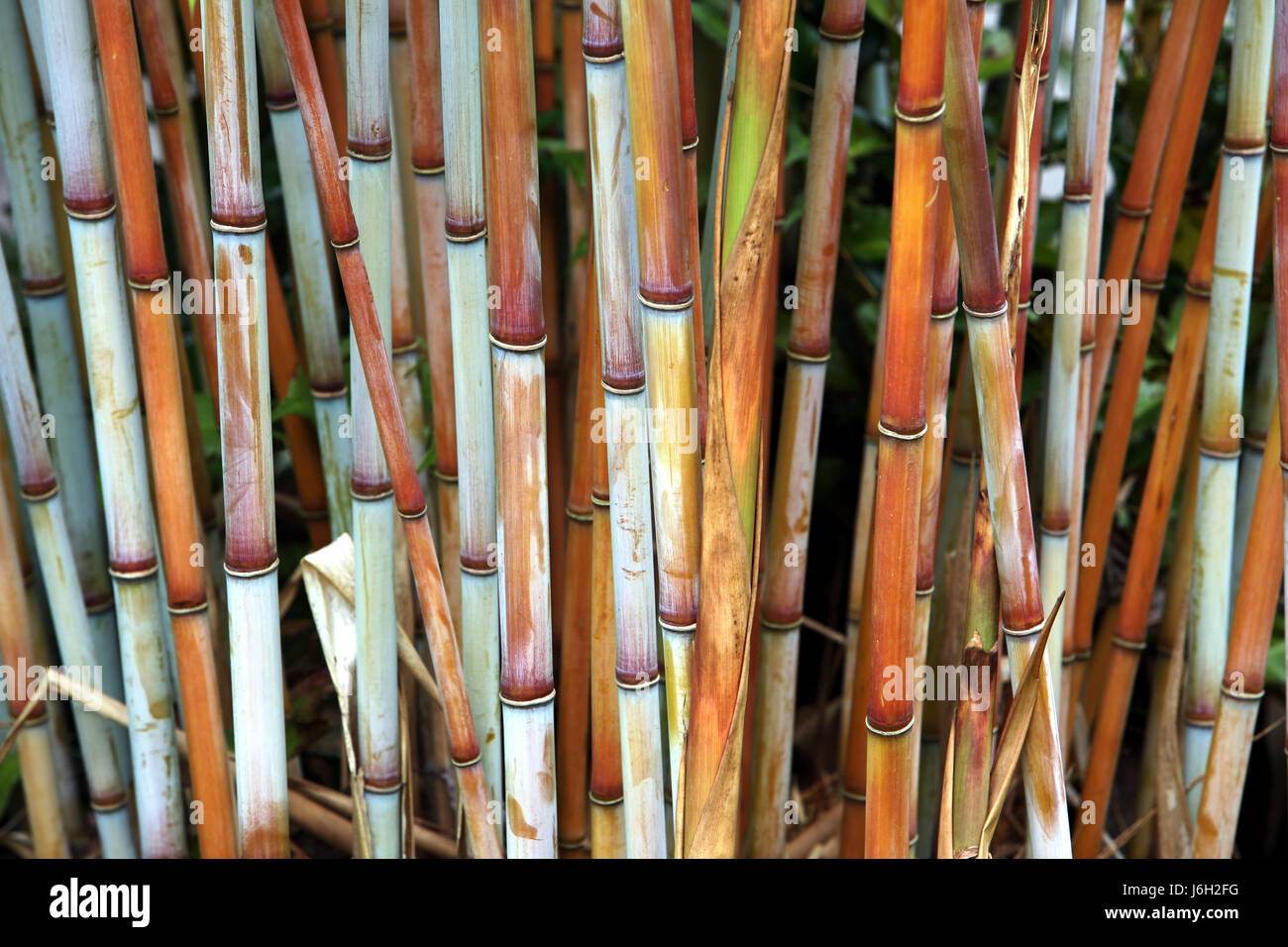 strong tribes exotic evergreen bamboo chinese rods flexible tenable ...