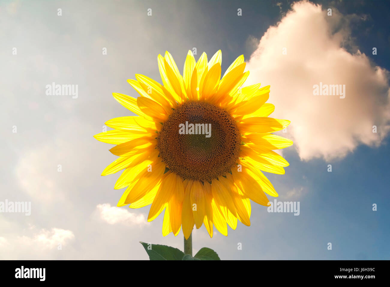 blue flower plant summer summerly hot sunflower solitary landscape ...