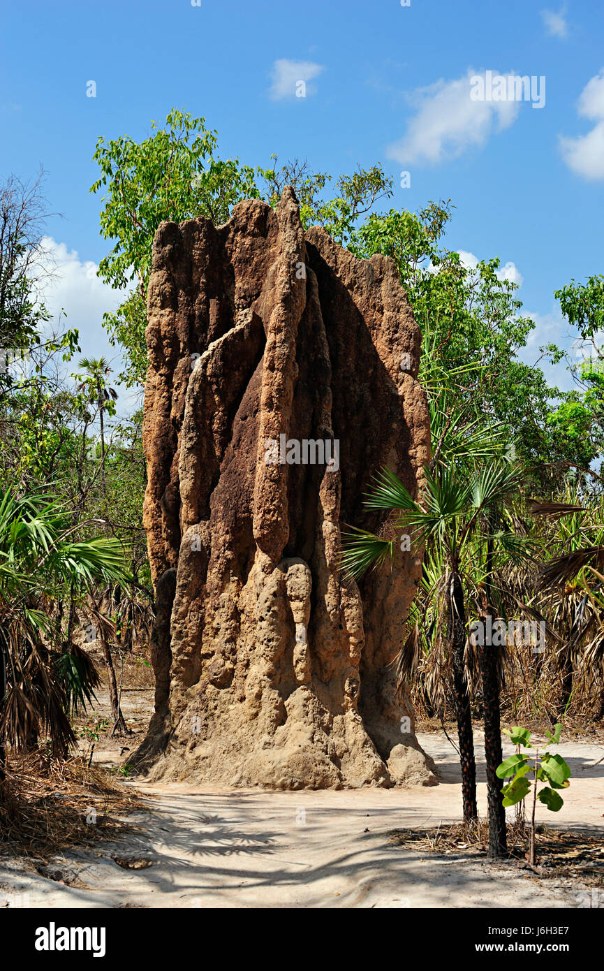 australian giant termite mounds Stock Photo - Alamy