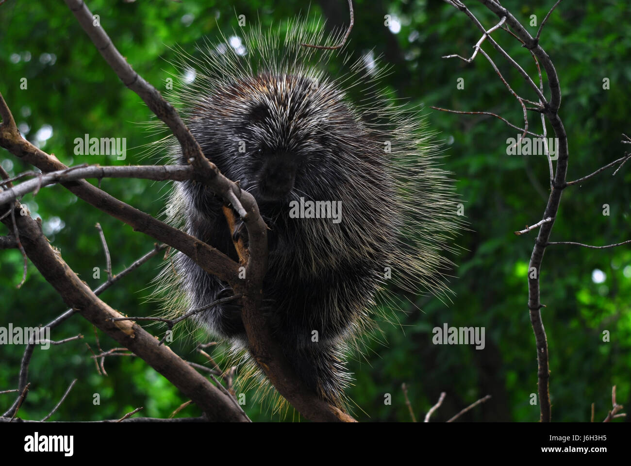animal mammal hedge hedgehog animal mammal wood wild rodent branch ...
