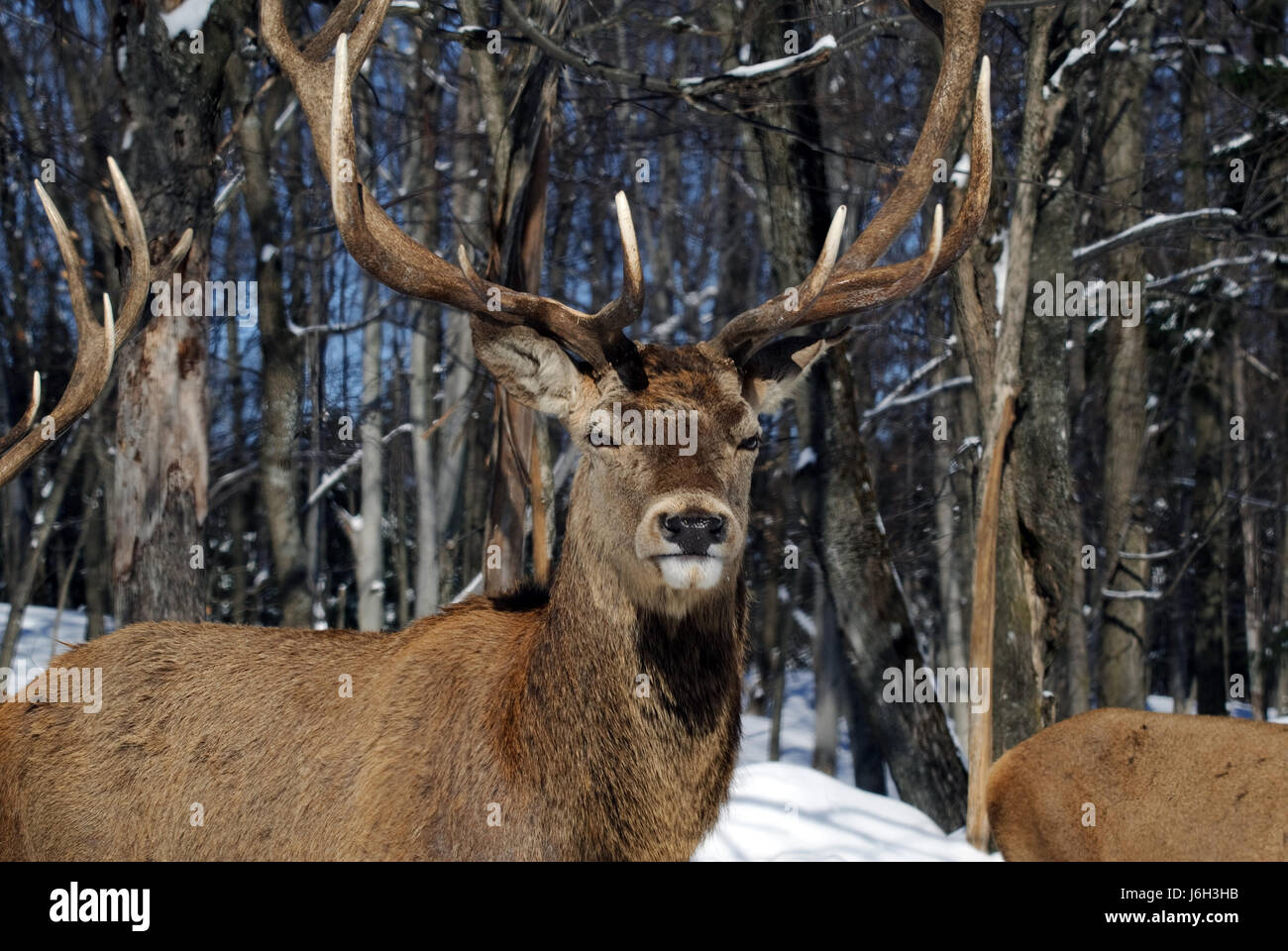 buck wildlife horns elk deer animal mammal buck wildlife rack horns elk ...