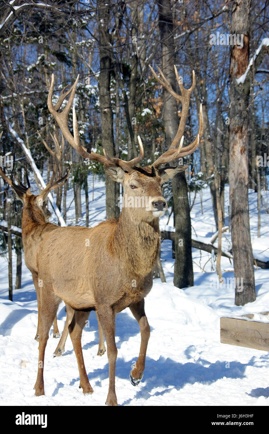 buck wildlife elk deer animal mammal buck wildlife rack horns elk deer ...