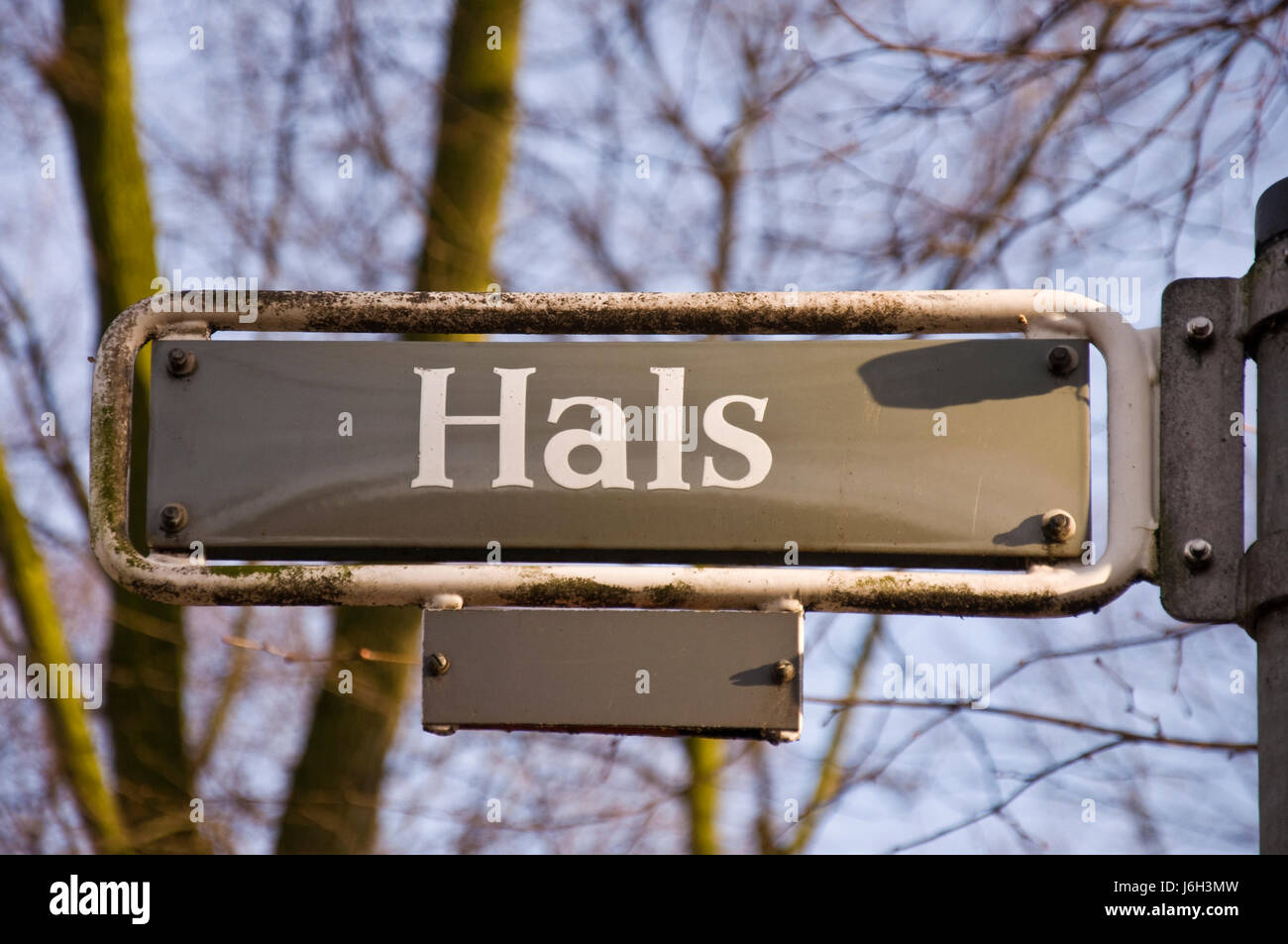 View of the pronotum hi-res stock photography and images - Alamy