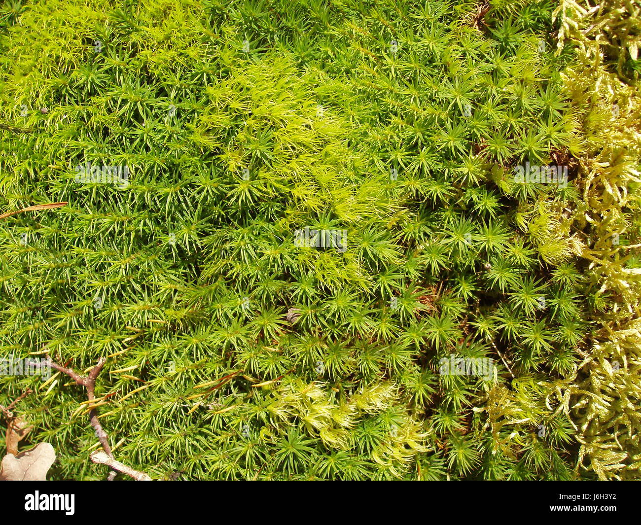 Krautzone hi-res stock photography and images - Alamy