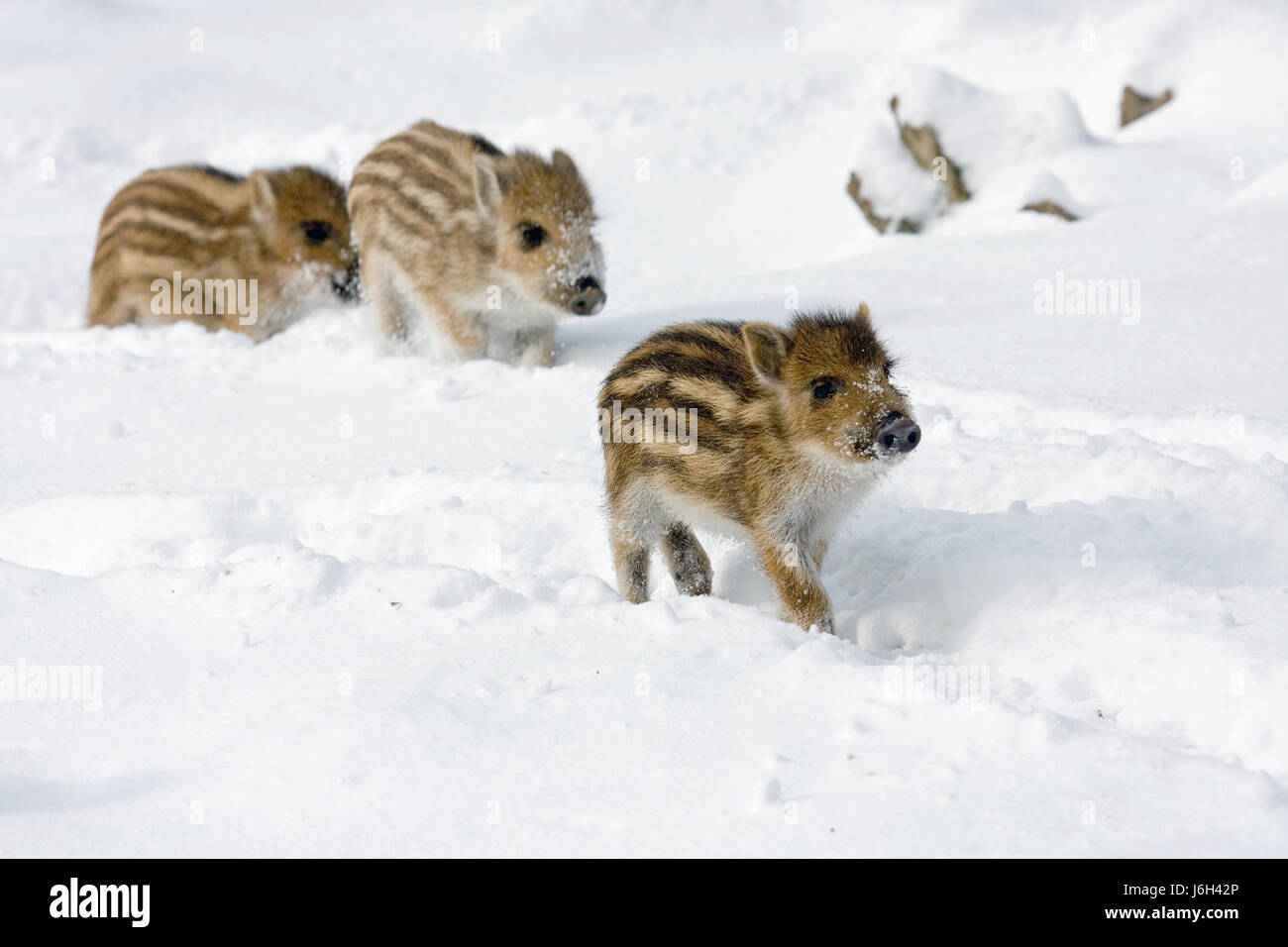 winter cold offspring muzzle proboscis pigs boars young younger snow ...