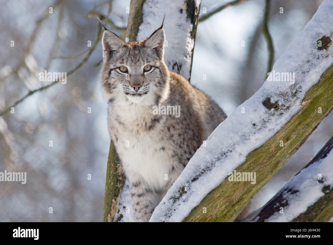 cat big cat feline predator lynx tree winter big cat feline predator ...