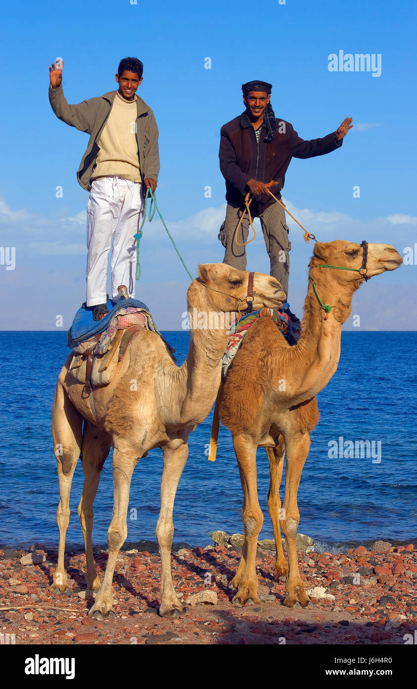 Circus Camel High Resolution Stock Photography and Images - Alamy