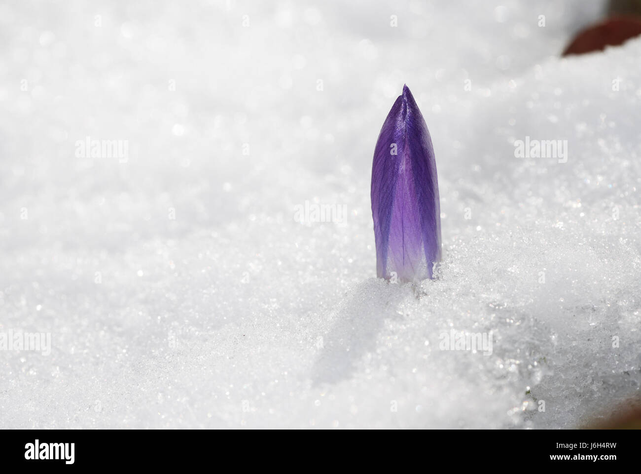 winter flower plant bloom blossom flourish flourishing snow coke ...