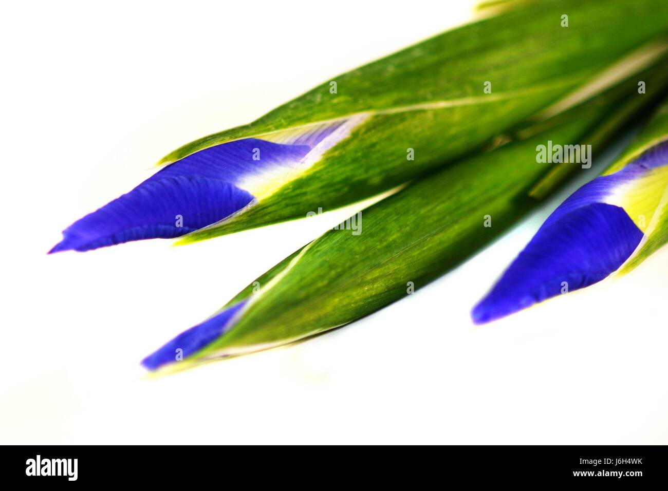 flower plant leaves spring purple stalk stem iris white foliage nature ...