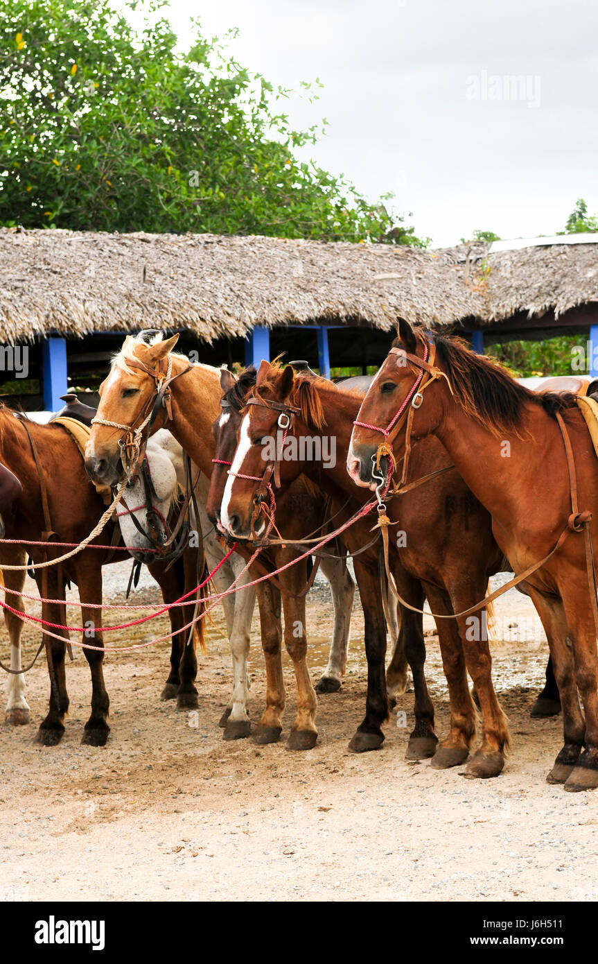 animals horse horses harness saddled paddock rope wait waiting sport ...