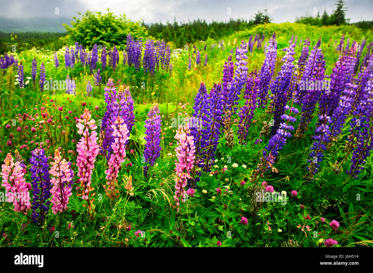flower flowers plant landscape scenery countryside nature flower plant ...