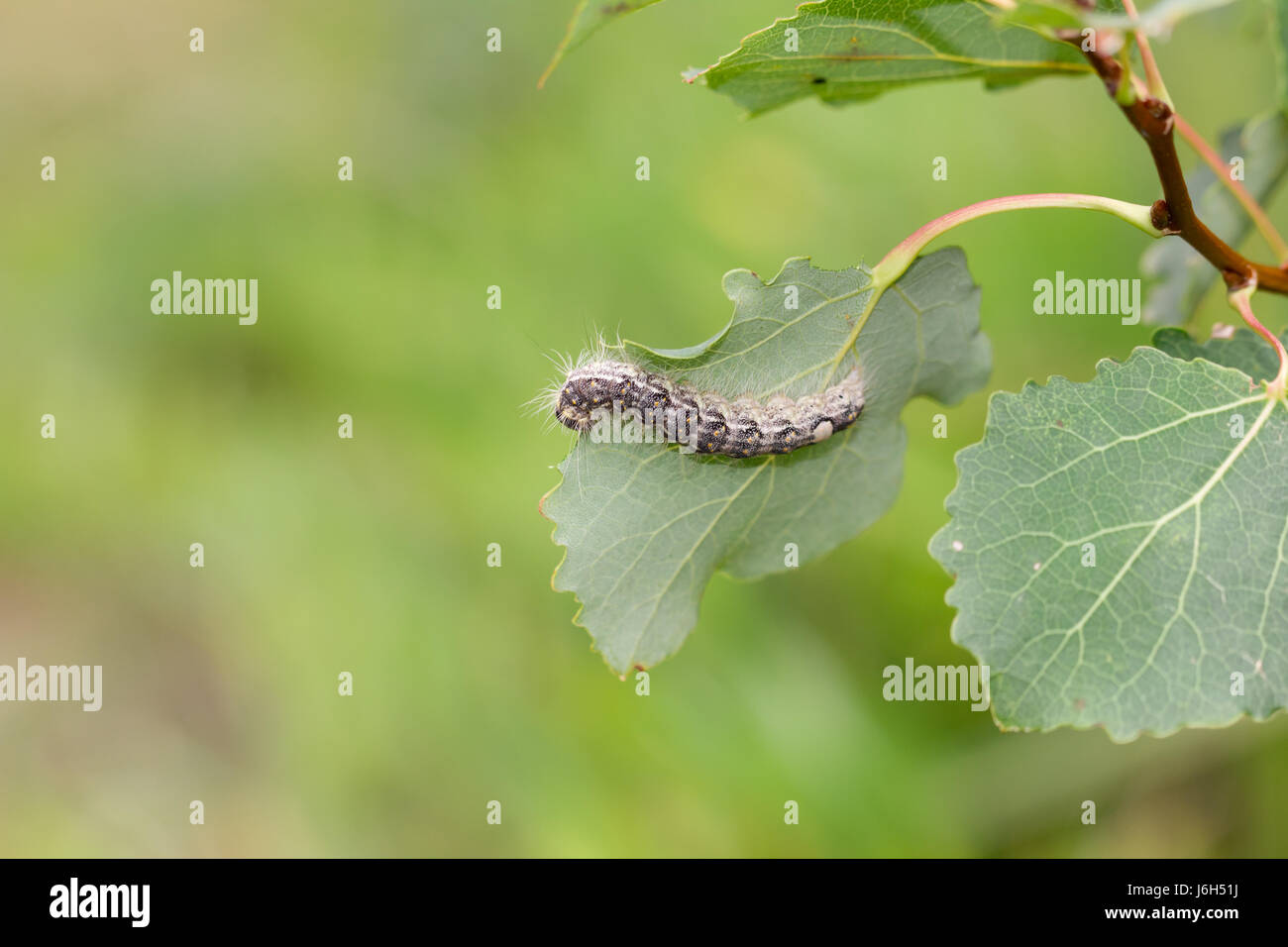 Poplar grey moth larvae Stock Photo - Alamy