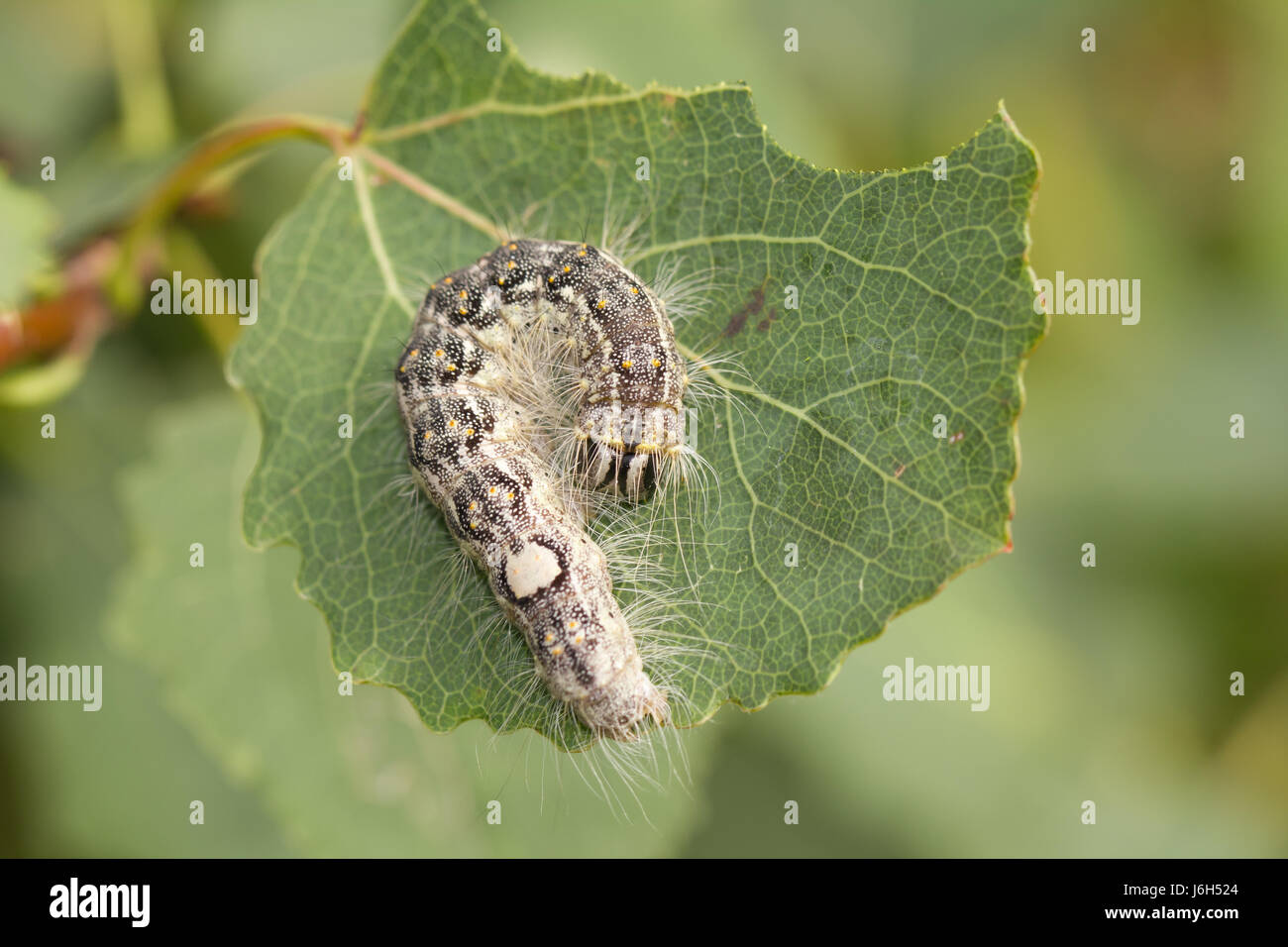 Poplar grey moth caterpillar hi-res stock photography and images - Alamy