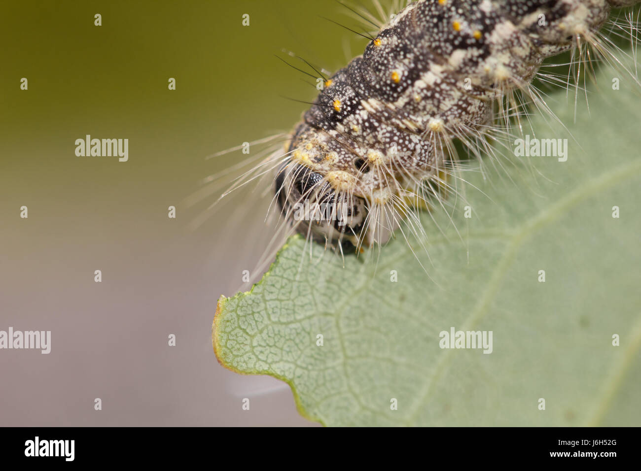 Poplar grey moth larvae Stock Photo - Alamy