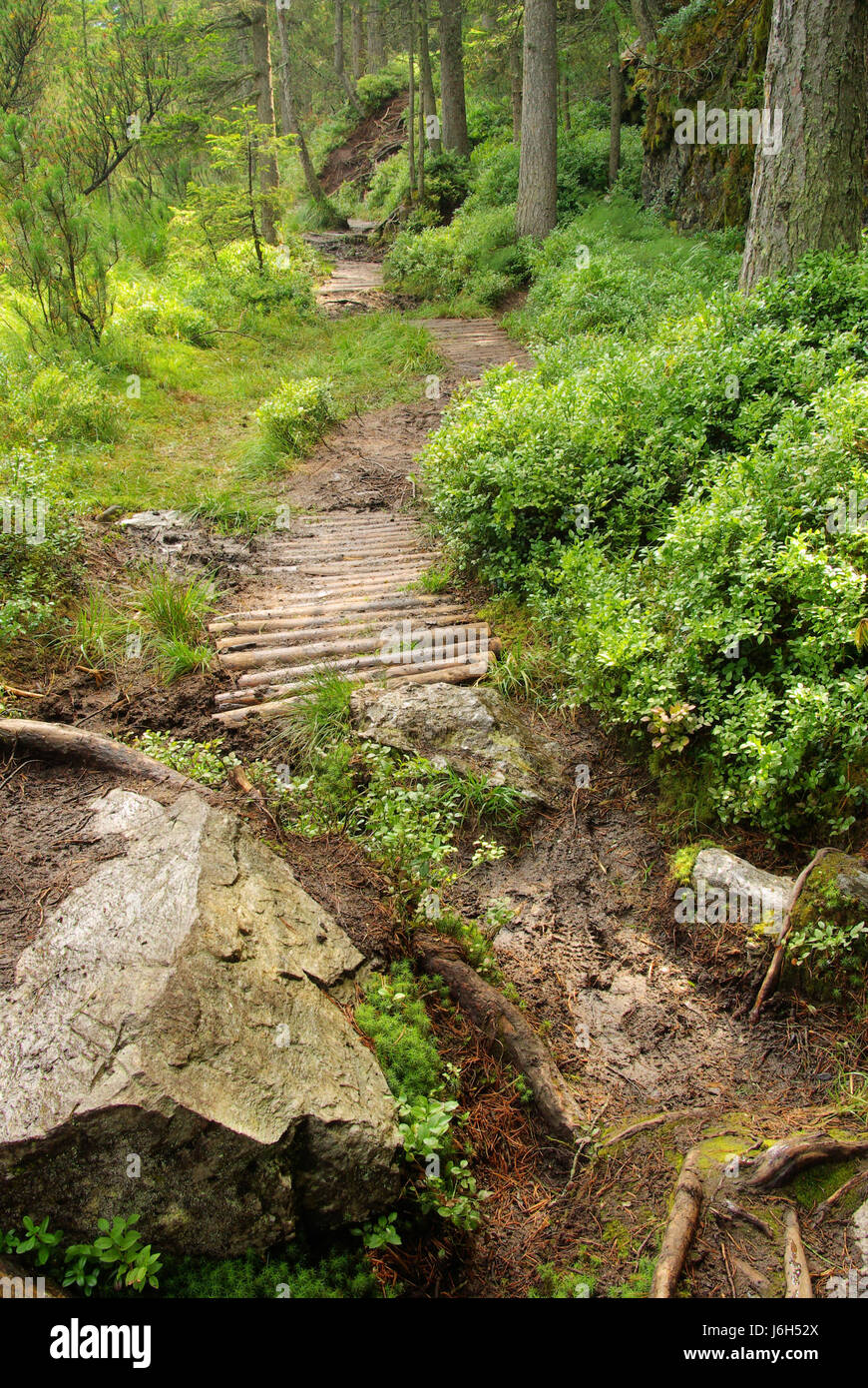 hike go hiking ramble fir path way forest migrate tree green wild swamp ...