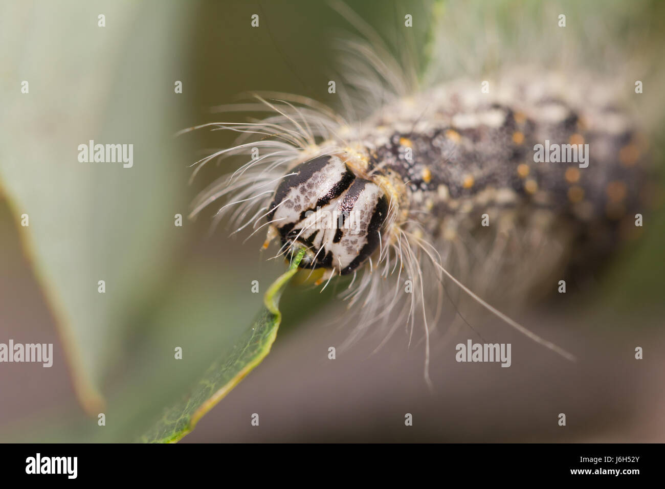 Poplar grey moth larvae Stock Photo - Alamy