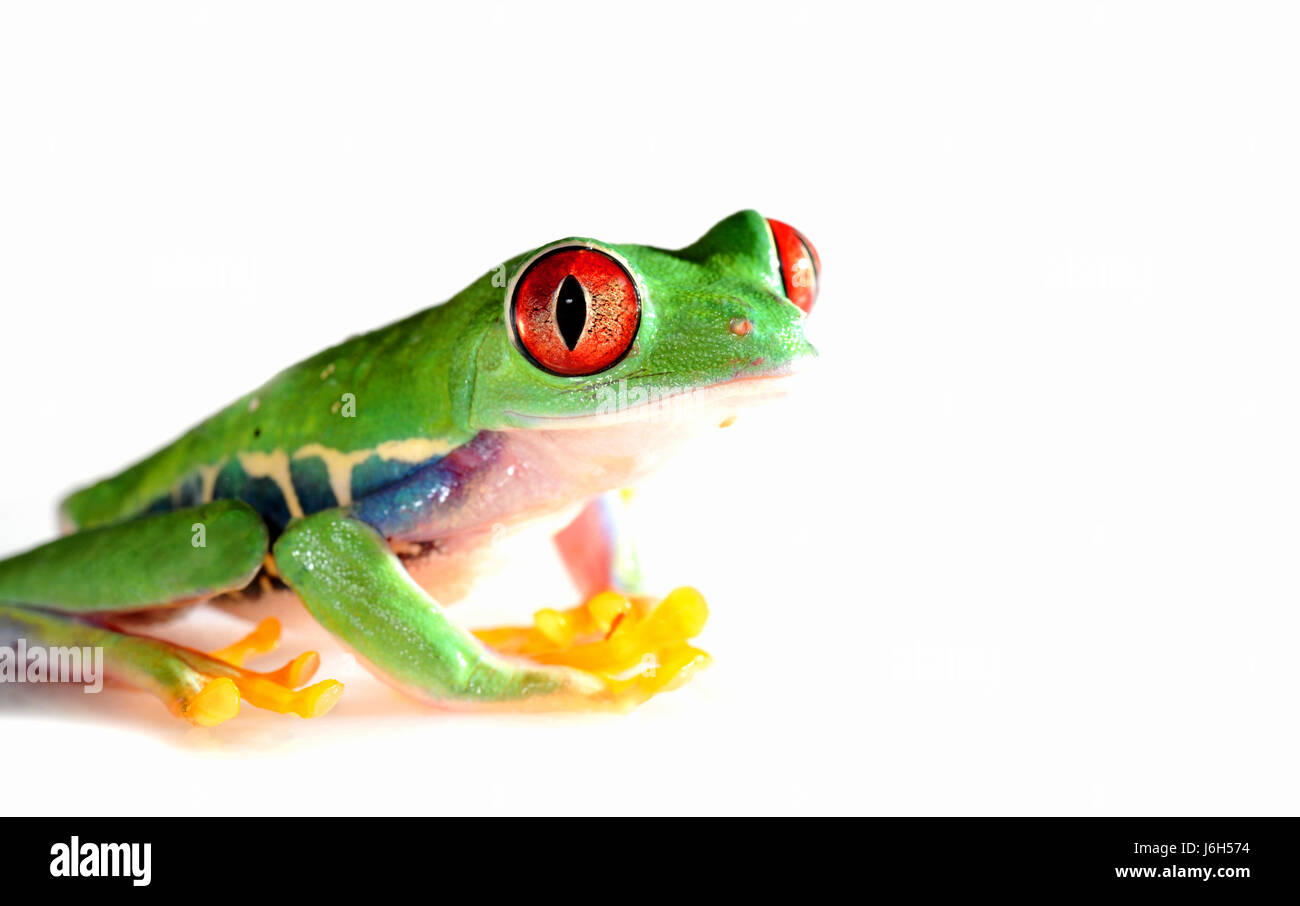 Frog species Cut Out Stock Images & Pictures - Alamy