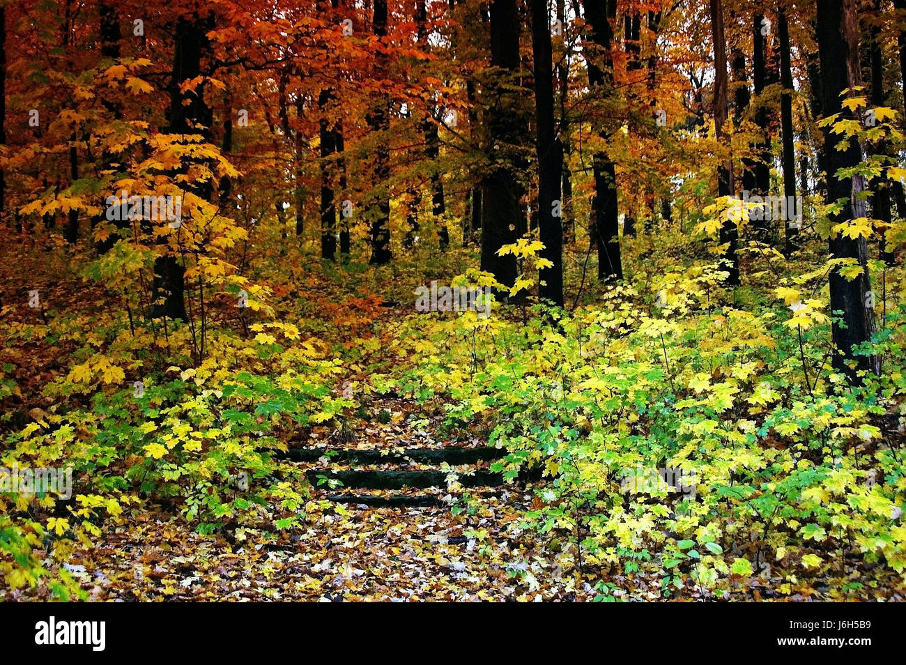stairs coloured colourful gorgeous multifarious richly coloured forest ...