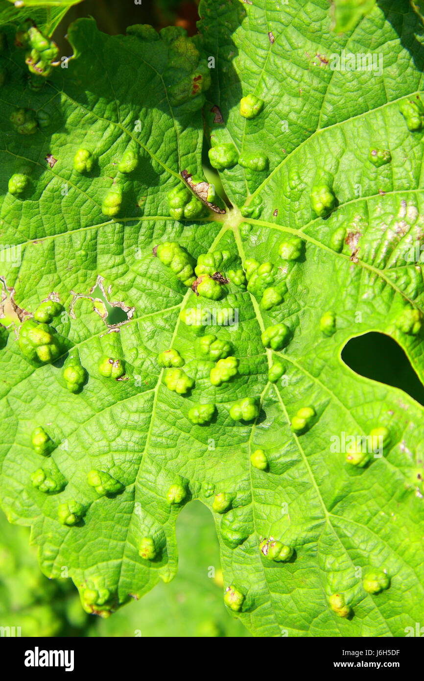 plant green leaves flora grapes mosel vine grape vine grape-vine ...
