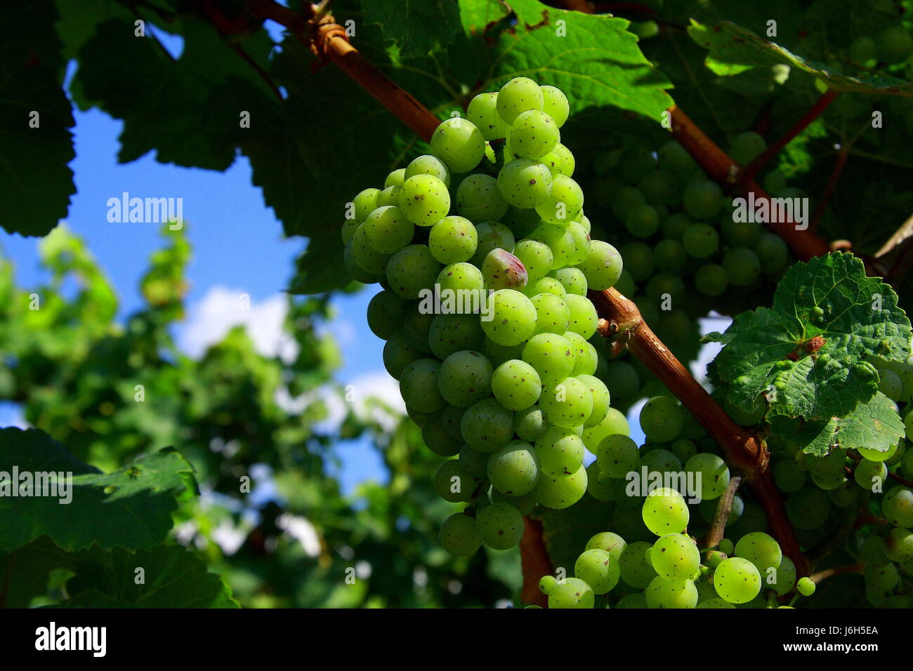 plant green leaves flora grapes mosel vine grape vine grape-vine ...