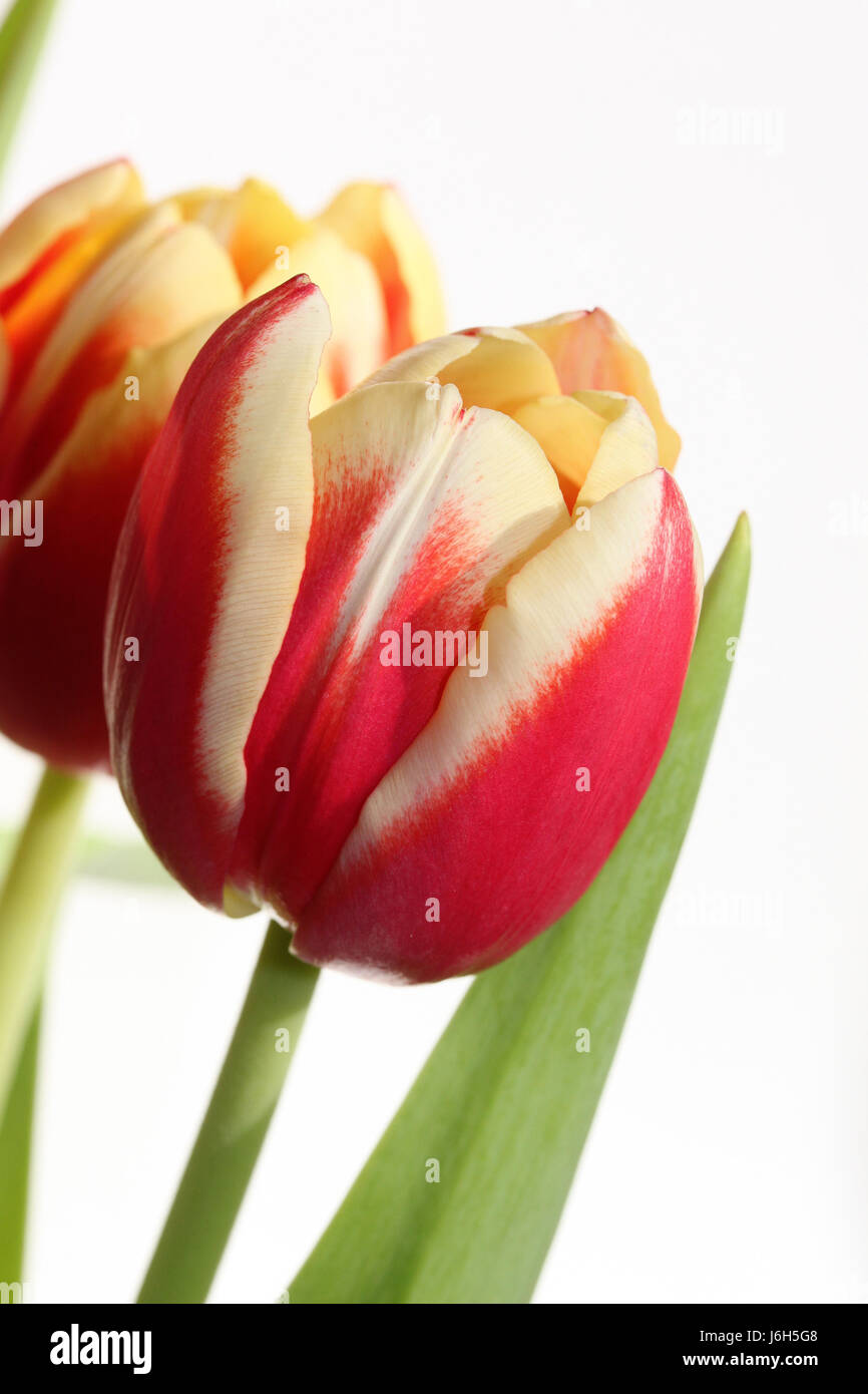 bloom blossom flourish flourishing flower flowers plant spring tulips ...