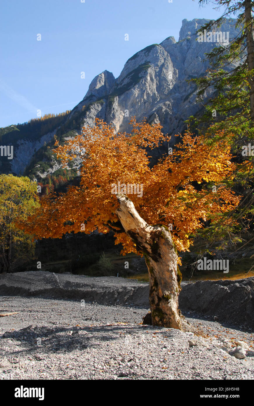 sycamore fall foliage in karwendel Stock Photo - Alamy