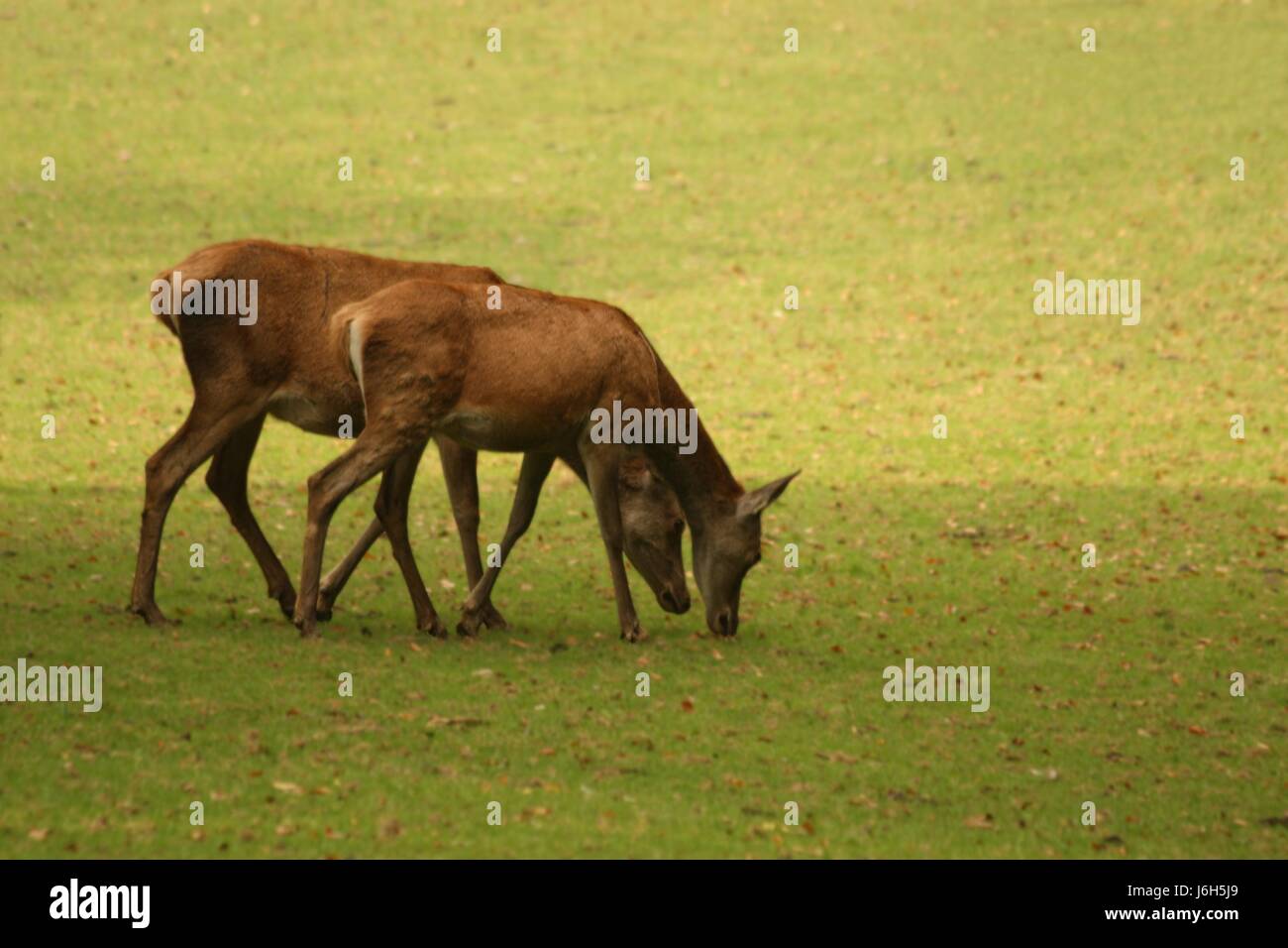 mammal wild animals wild animal deer fallow deer hart stag mammal green ...