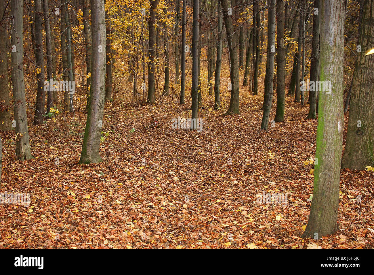 Ground covered with hi-res stock photography and images - Alamy