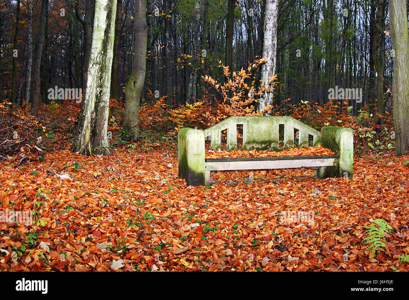 stone bench in the autumn forest Stock Photo - Alamy