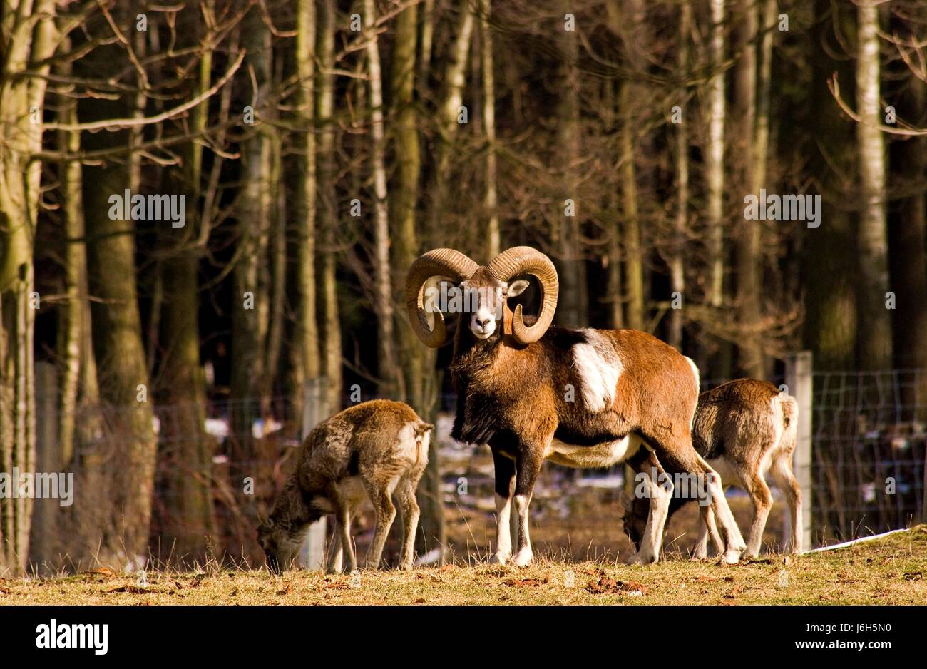 mammal ram animal world wild animal nature mammal male masculine buck ...