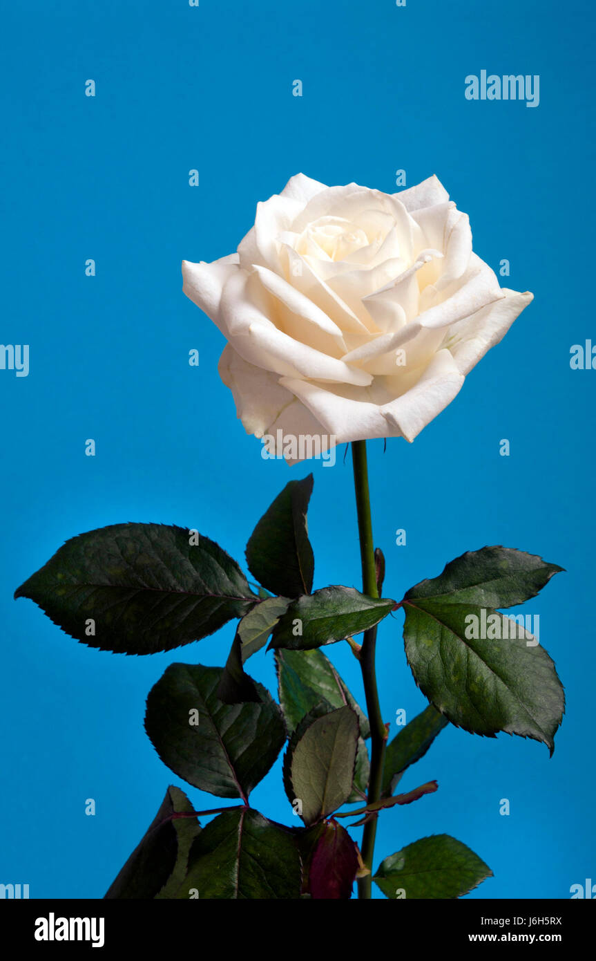 white rose flower isolated Stock Photo - Alamy
