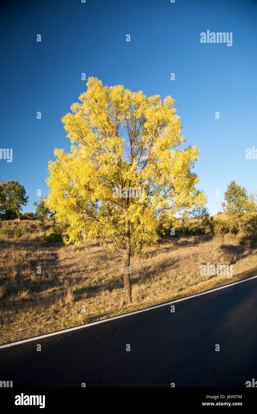 tree branch road street forest plant nature fall autumn blue travel ...