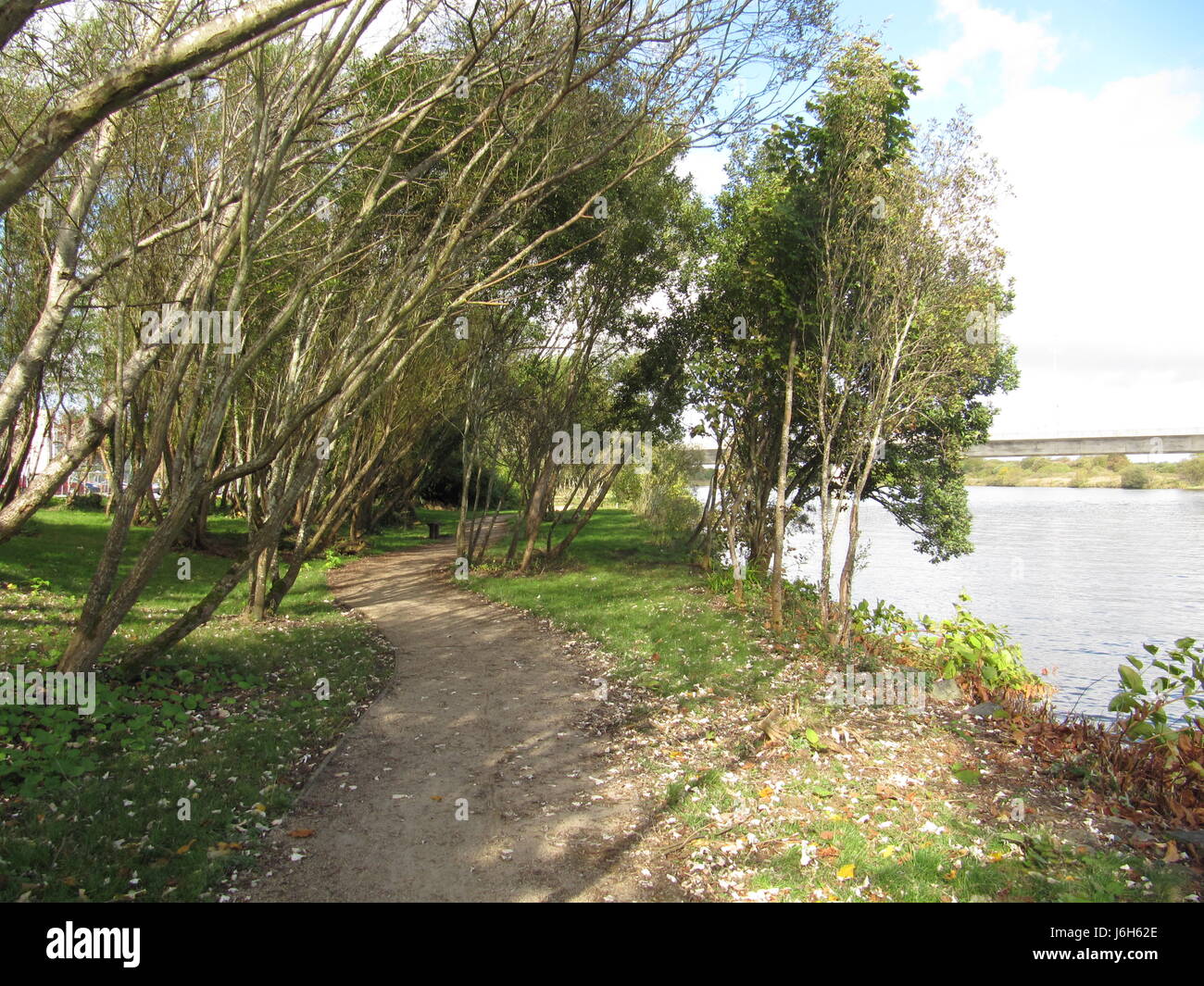 tree wood leaves walkway path way foliage river water park branches ...
