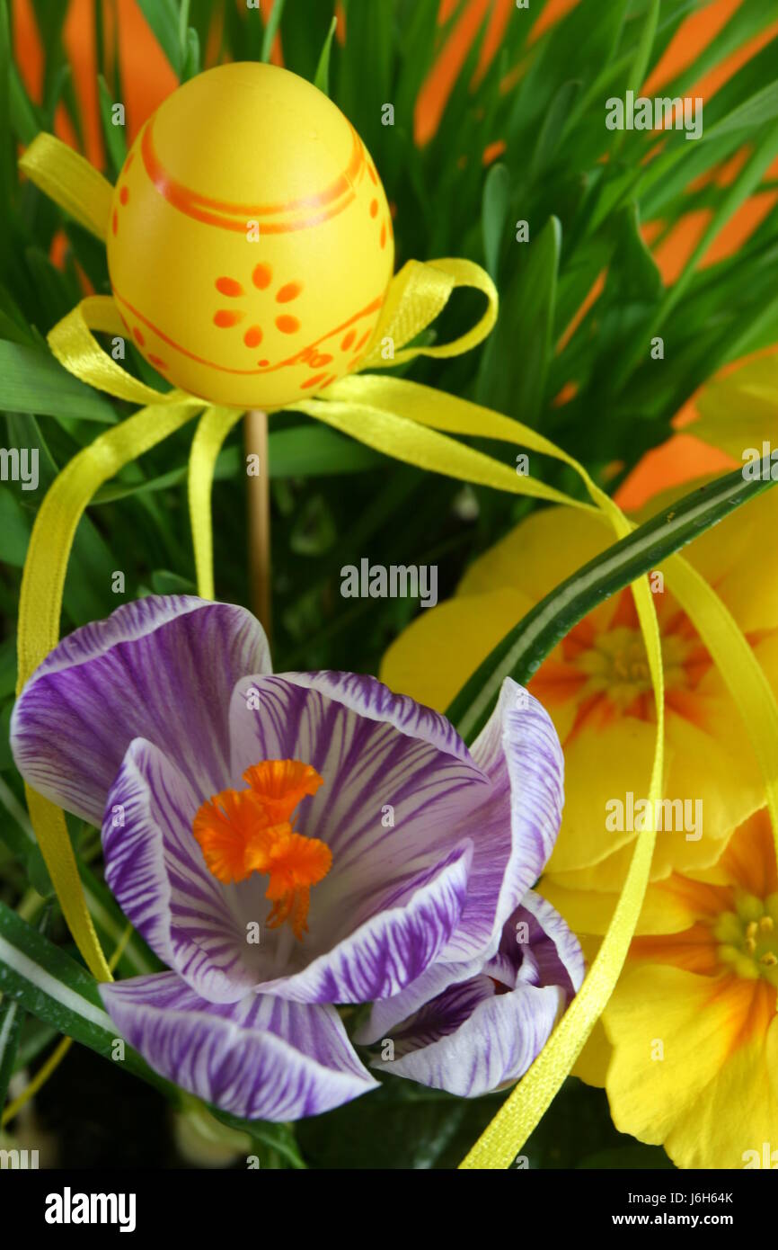 flower plant bloom blossom flourish flourishing crocus easter egg ...