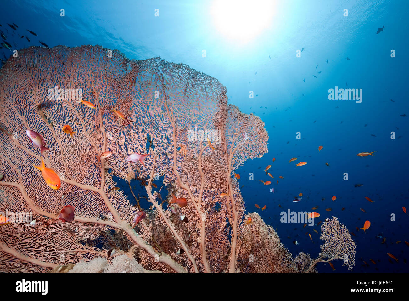 animal fish sunlight underwater colony exotic sunbeam egypt hard dive ...