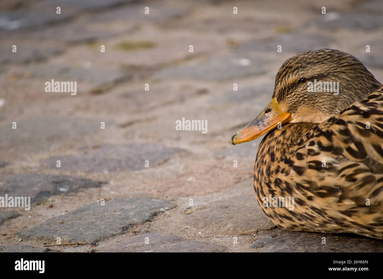 bird wild birds duck bouldering mallard female snug radio silence ...