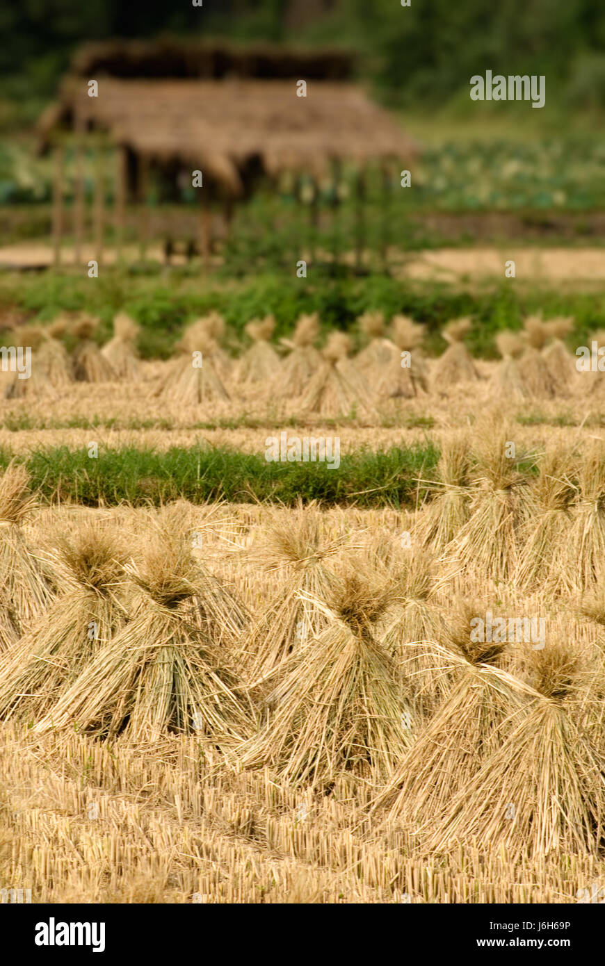 brown brownish brunette harvest farm reap asian backdrop background ...