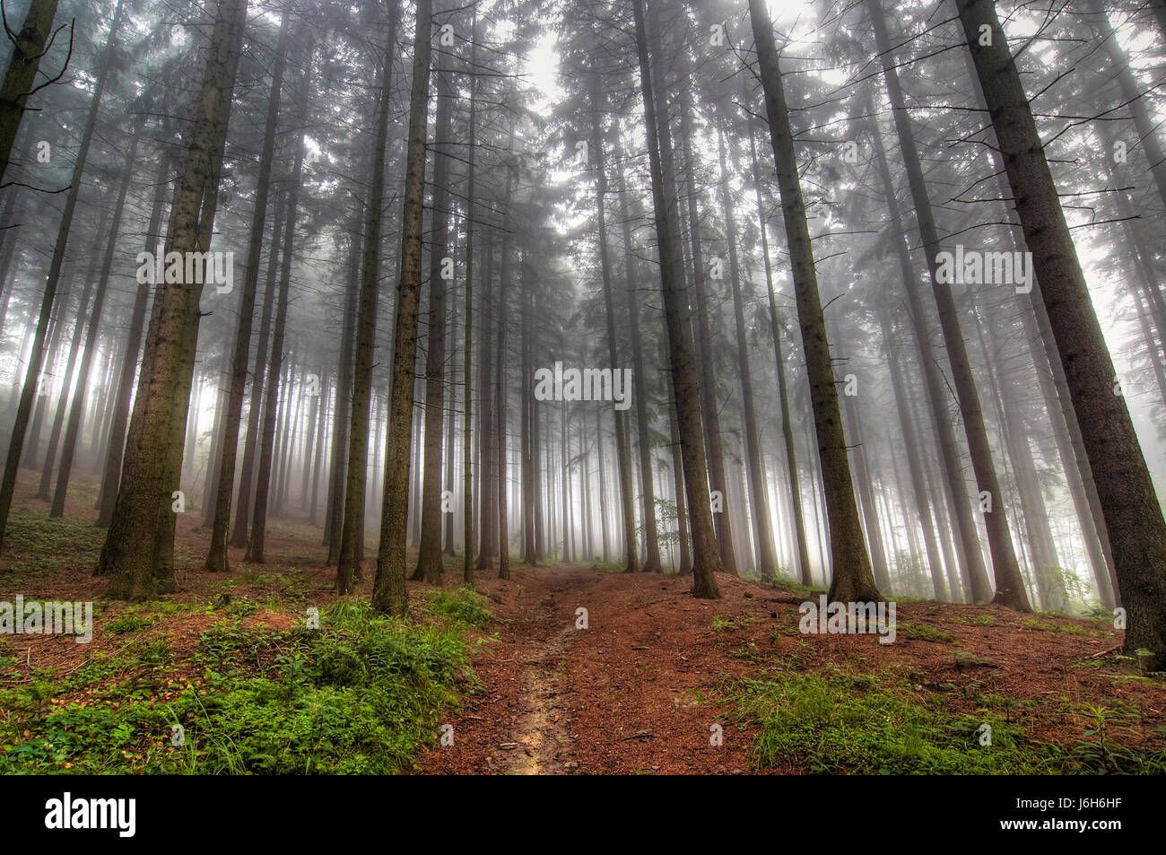 mood conifer early morning forest tomorrow tree trees pine fog haze ...