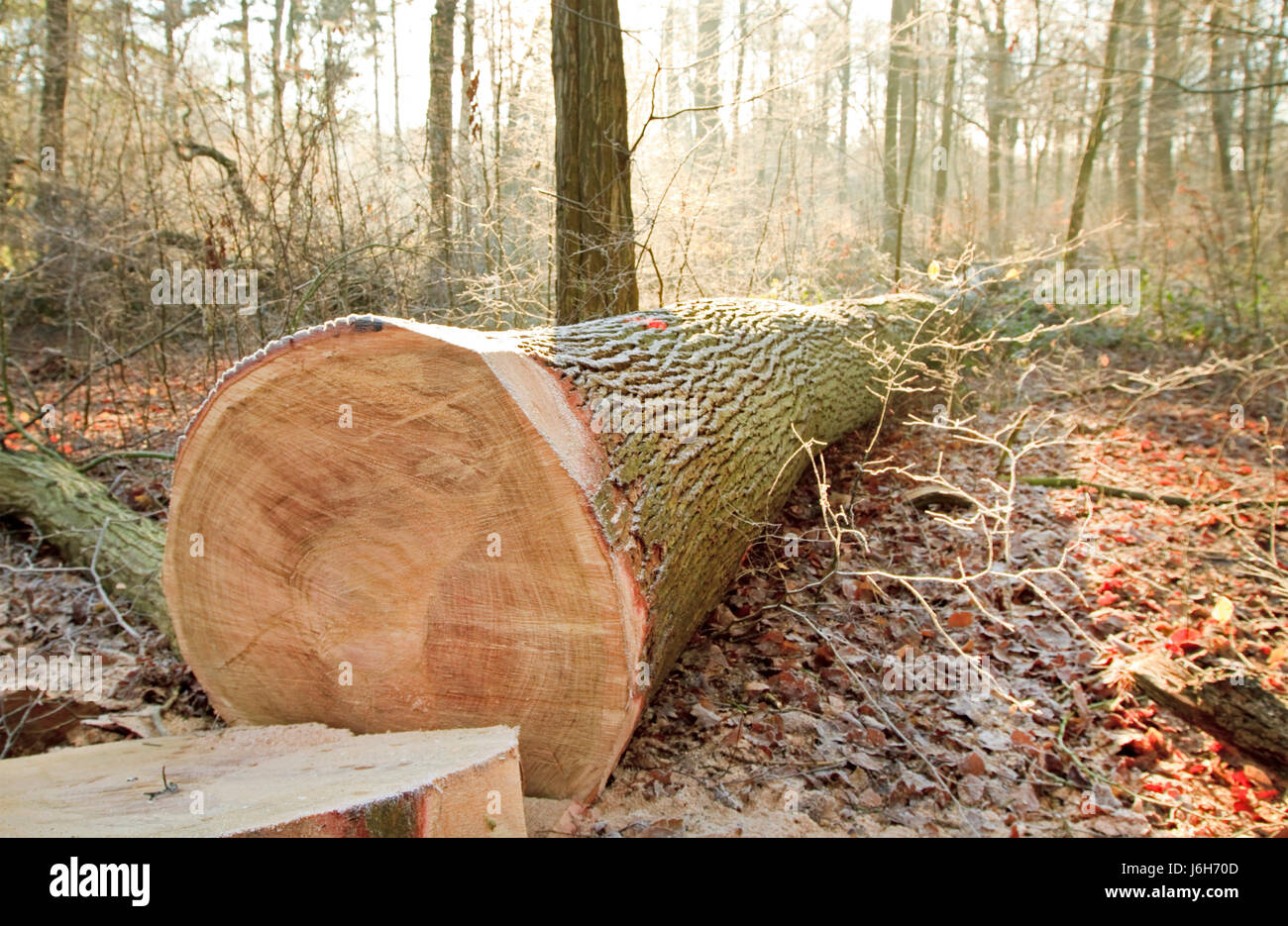 oak drop timber tear down veneer forest trunk oak drop timber forester ...
